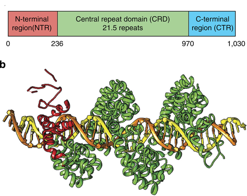 2021 NUS_Singapore iGEM课题分享 - 国际竞赛联盟