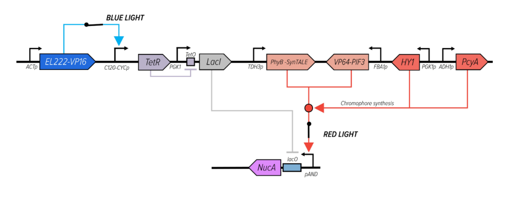 2021 NUS_Singapore iGEM课题分享 - 国际竞赛联盟